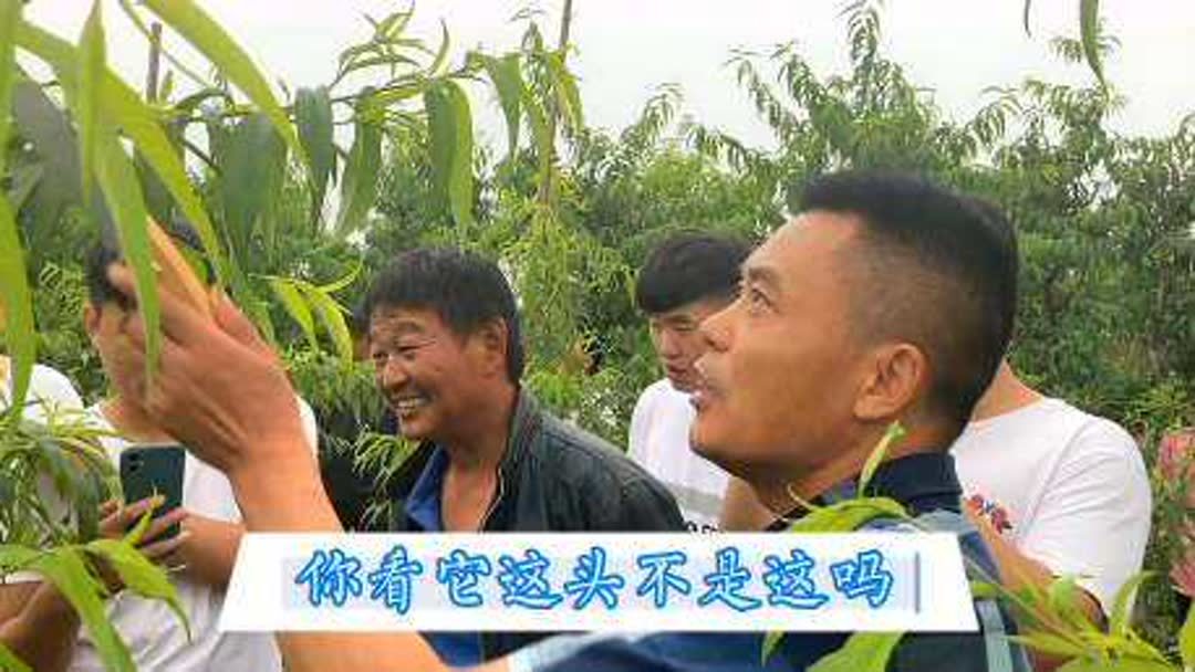 果树种植不怕错就怕年年错,早修改早高产
