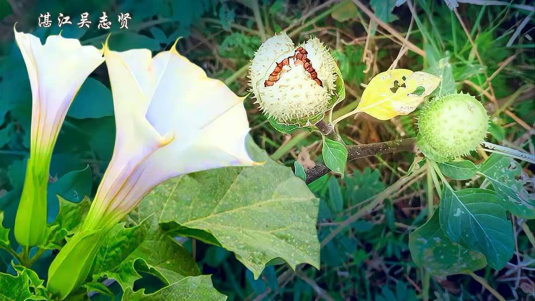 江湖传闻的蒙汗药,竟是农村的曼陀罗,种子有剧毒,农业好帮手