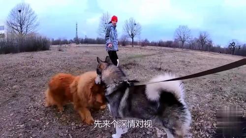 狗子追着藏獒打架?这不是我想象中的狗子