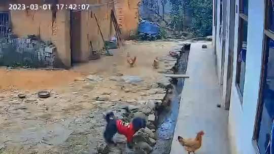#监控下的一幕 #不可思议的画面:场面太离谱