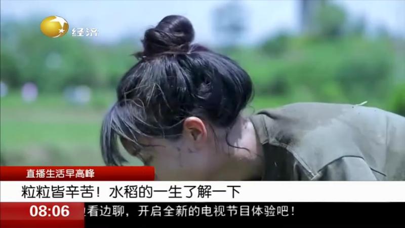 粒粒皆辛苦!水稻的一生了解一下