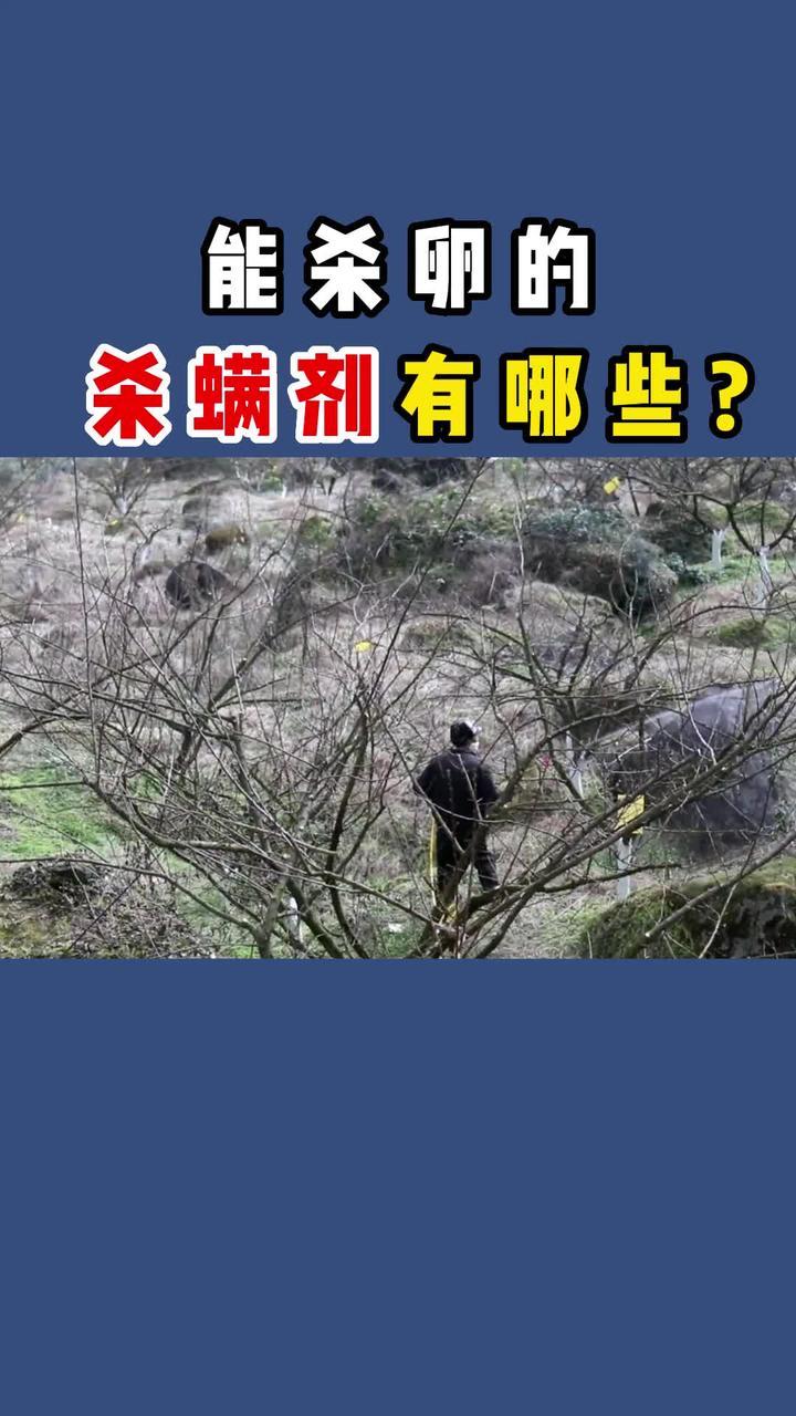 能杀卵的杀螨剂有哪些,柑橘种植户了解一下。#来抖音学农技 #新农人...