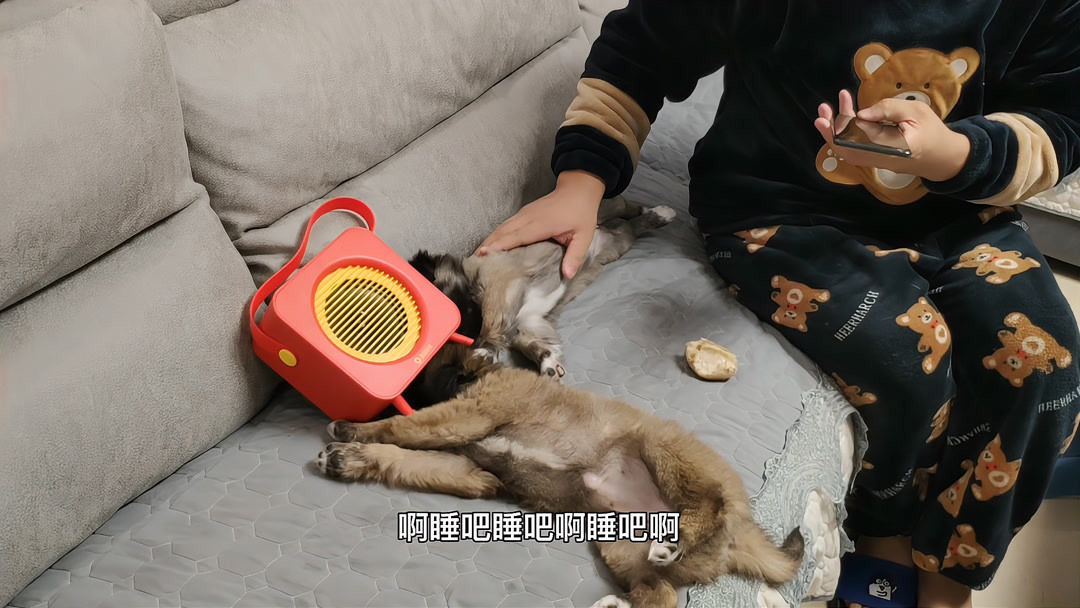 狗狗们睡得正香,主人突然播放狗狗惨叫声,狗狗的反应太招笑了