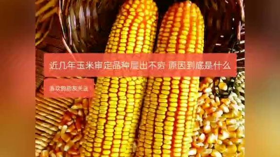 近几年玉米审定品种层出不穷 为农户解答一个品种的出现到底几年