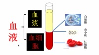 初一生物 第13集 流动的组织:血液