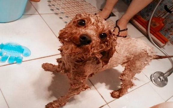 给泰迪洗澡的正确手法你get了吗?原来还可以这样洗