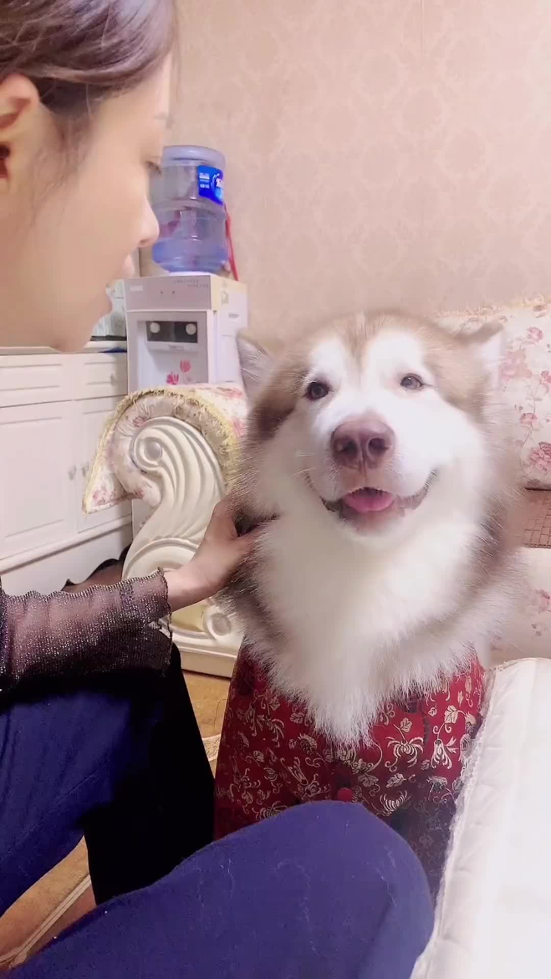 狗:别不信我说的都是真的