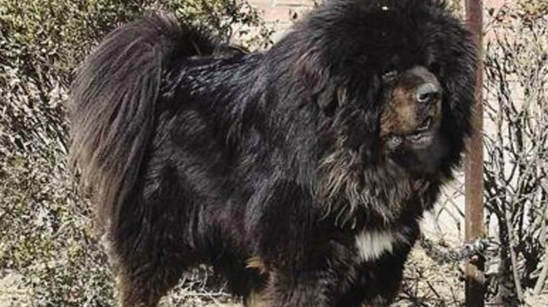 藏獒使用这招秒杀比特犬,鬣狗遇见它都要躲得远远的