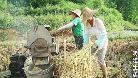 农村留守妇女割稻谷,3个人手工收割,能省下300元一亩的机器费