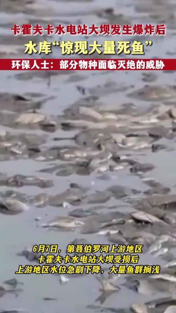 6月7日,卡霍夫卡水电站大坝发生爆炸后,水库"惊现大量死鱼"。