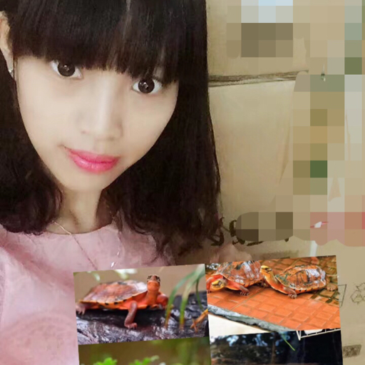 金钱龟养殖媚媚 