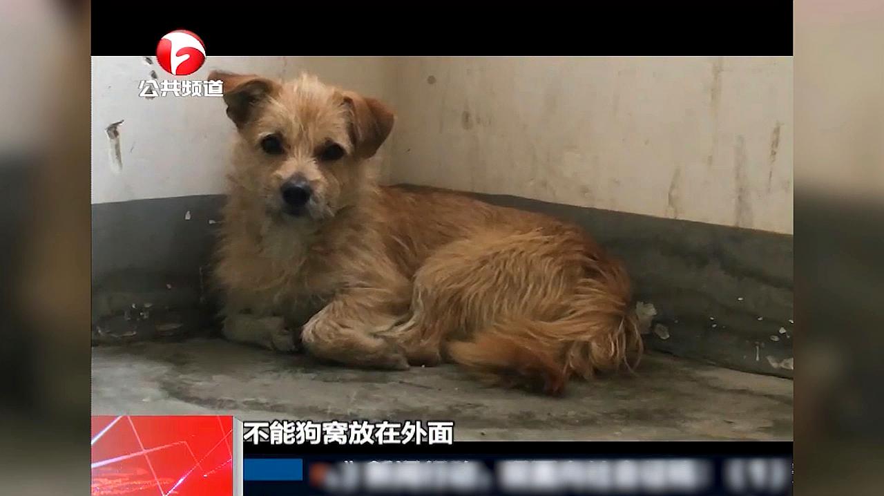 合肥:小区连续失火,疑似有人讨厌流浪狗想将其烧死