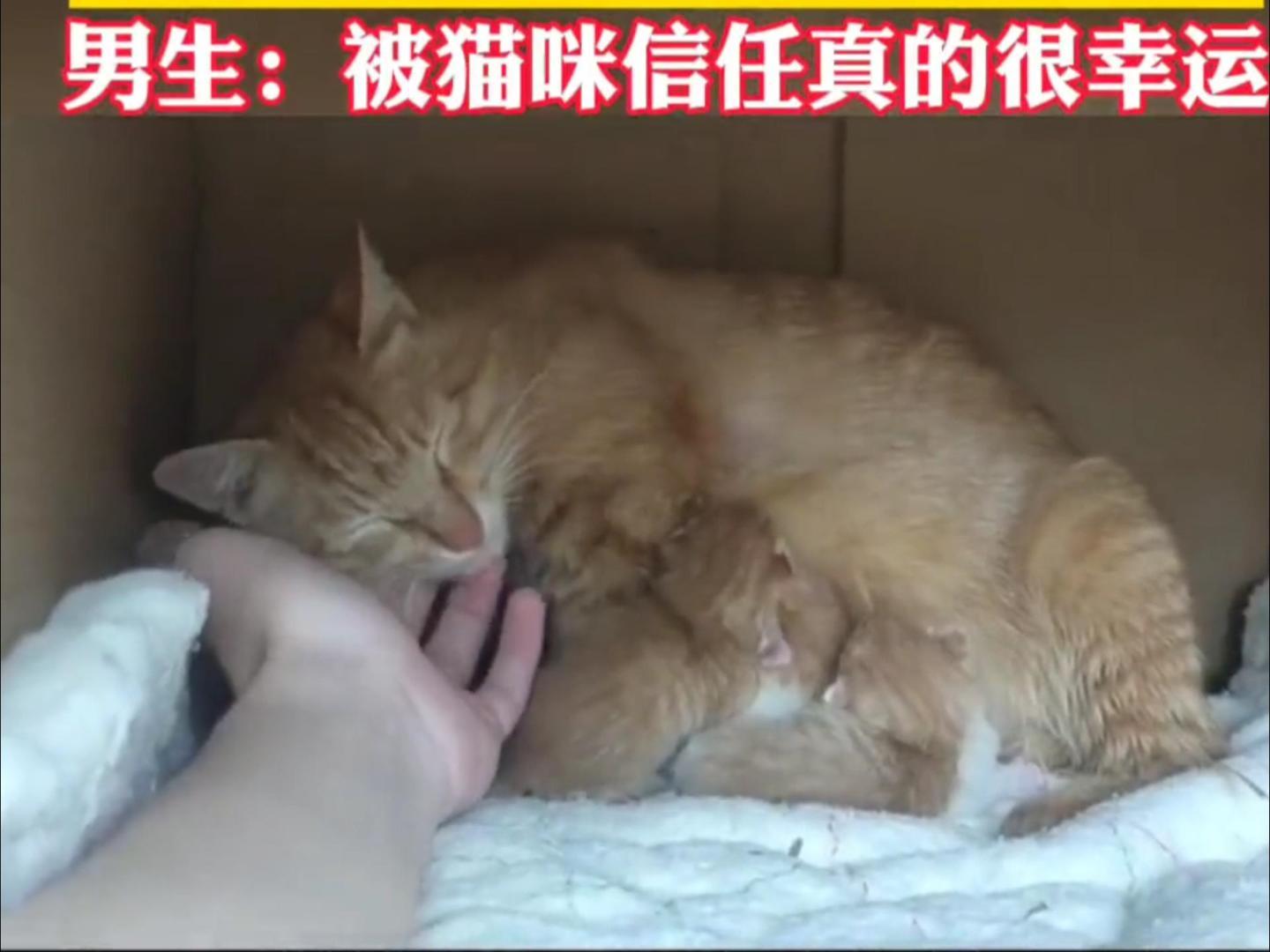 男生被猫咪信任,带着去看她的宝宝,被动物信任的感觉真好!