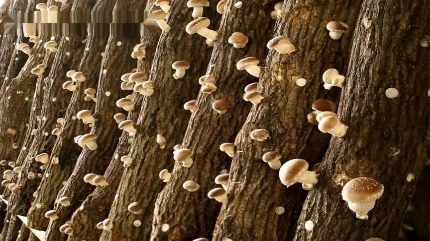 日本人如何利用森林枯木来进行蘑菇种植,太神奇了