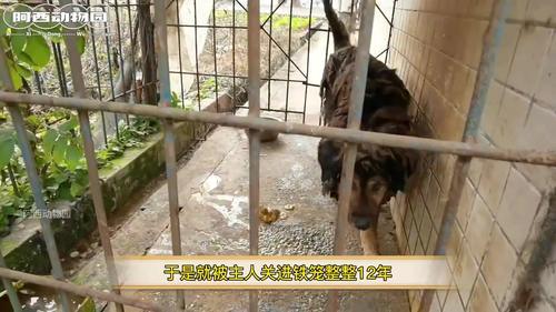 藏獒因伤人被关进铁笼12年,将它救出时,狗狗却怎么都不愿离开!