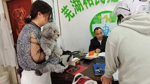 记录芜湖犬证申办过程:签订免疫承诺书,网上申报审核线下取证
