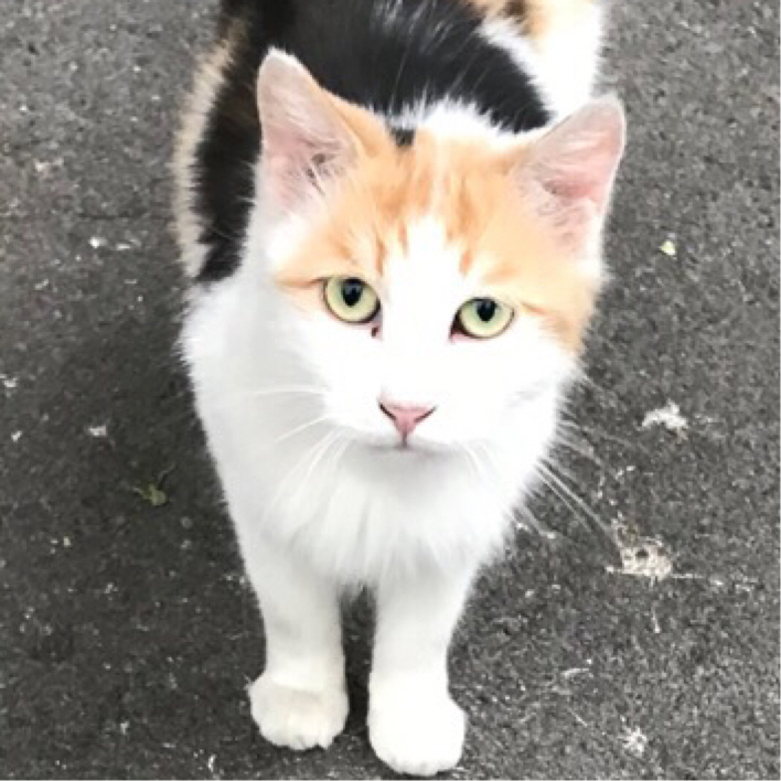 哥斯拉的猫奴时光 