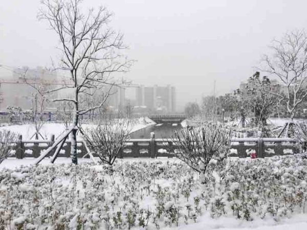 吴晓兔 