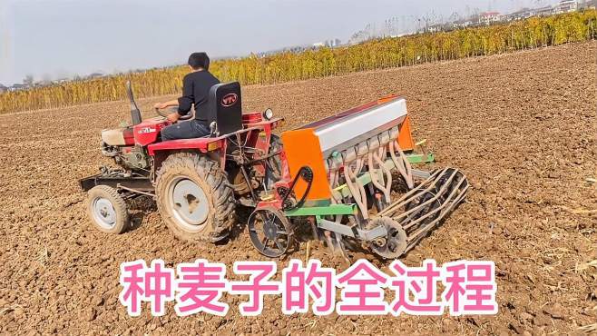 河南小麦种植全过程