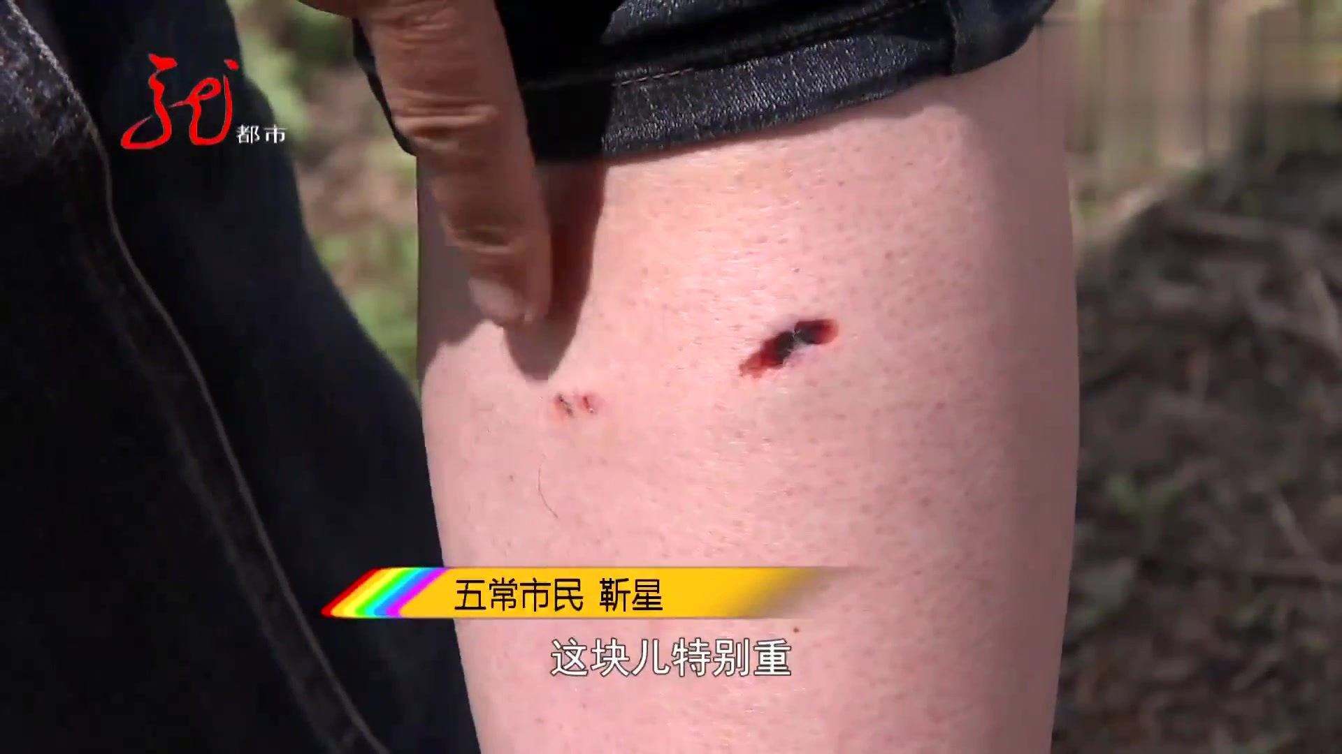 被狗咬了一口男子越想越气找来一根铁棍把狗打得头破血流