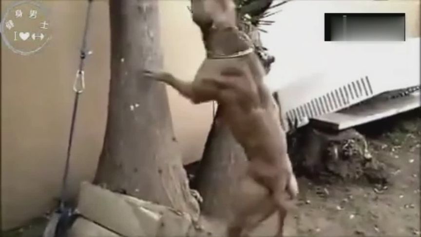 世界上最厉害的狗!看的都挺害怕的