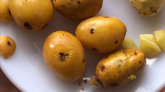 mini土豆教程,粘土,微缩,食玩,仿真果蔬