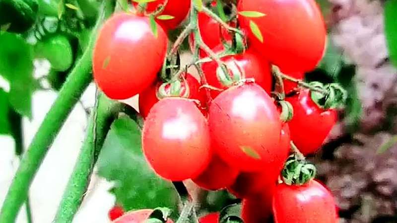 菜农告诉你,家庭种植小番茄方法,这几个步骤要记牢!