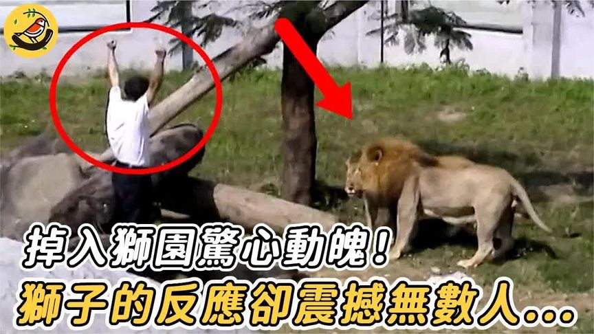 动物园惊魂!男人不小心掉入狮园,跌坐腿软满头汗!