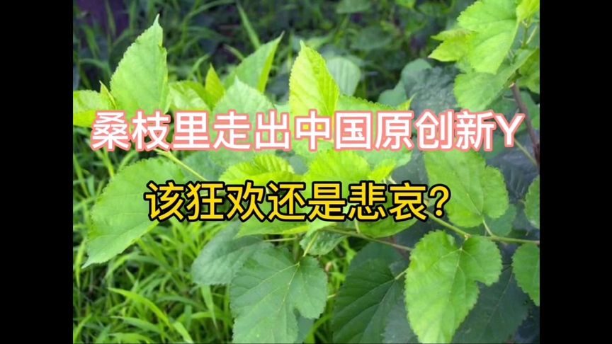 桑枝里走出中国原创新Y,是谁的狂欢,又是谁的悲哀?