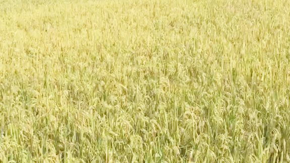 农村人的水稻都成熟了,透出一股香甜的味道,你会请假回家收割吗