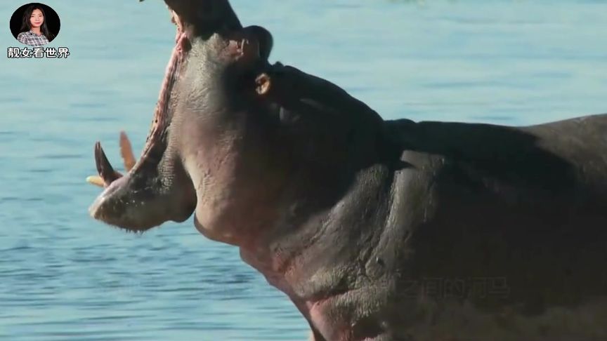 全球十大猛兽真实战斗力排行榜:熊比老虎狮子猛,第一你猜不到!