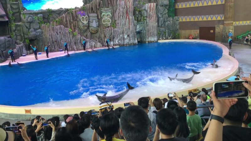 海豚表演特别的精彩。