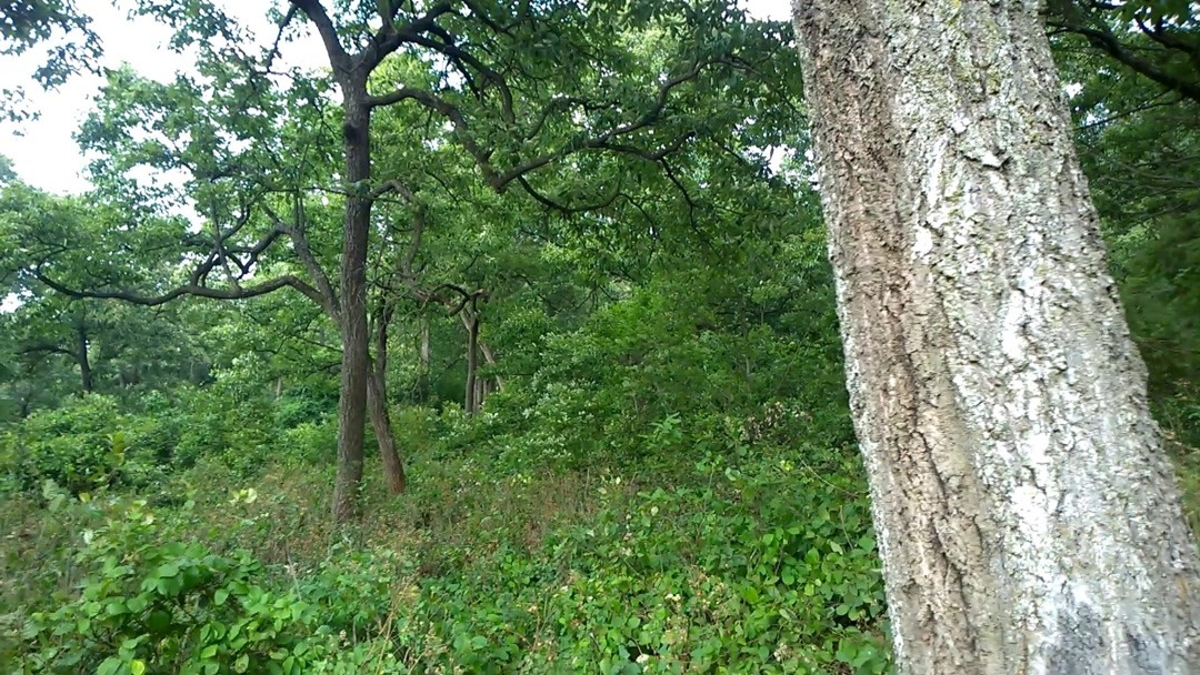 云南风景很美,小伙带你看看原始森林,听听鸟叫声