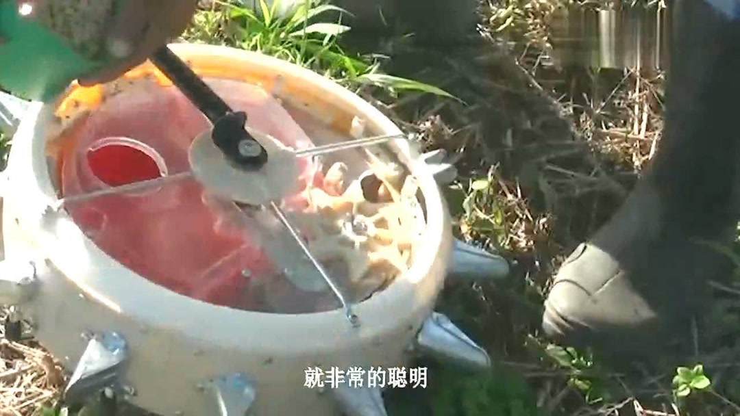 农村大妈发明玉米播种机,不用油不用电,一天播种6亩地