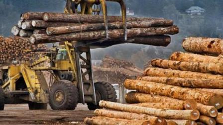 日本人突然疯狂砍伐森林, 日本这一反常举动, 对中国意味什么?