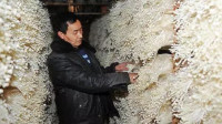 市场上的“金针菇”到底是怎么种出来的?看完过程,自己也想试试
