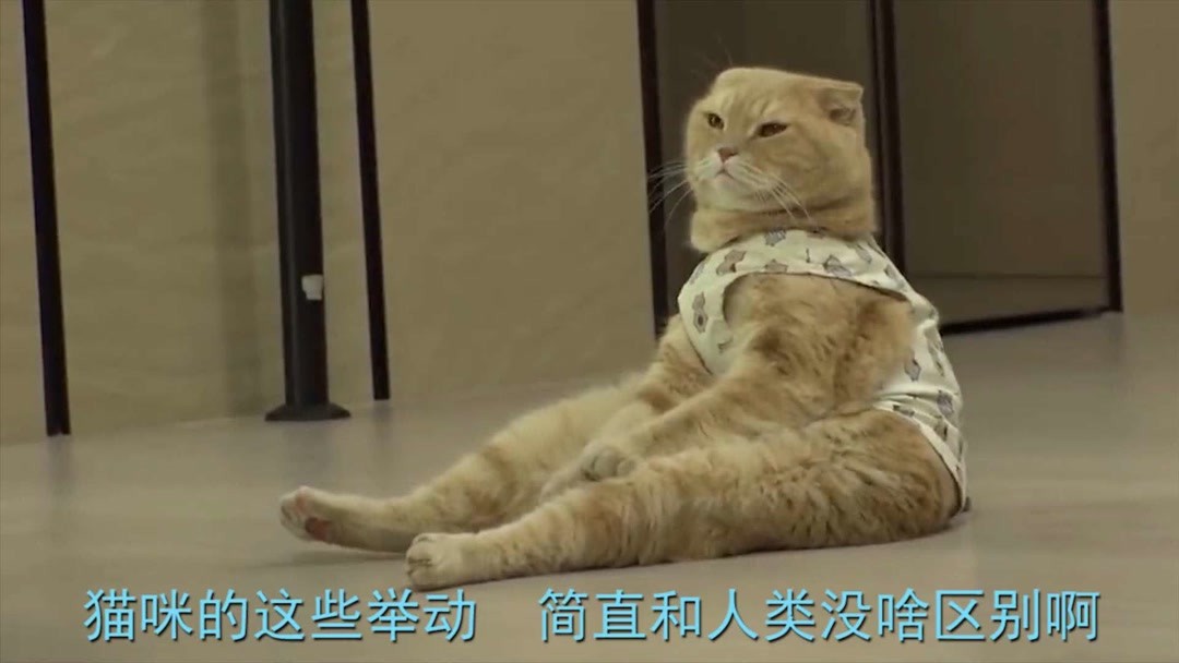 猫咪一直认为自己是人,它做出的一些反常举动,把主人吓到崩溃!