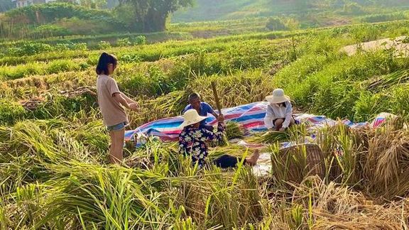 农村生活,记录手工收割稻谷的全过程,和你那里一样吗?