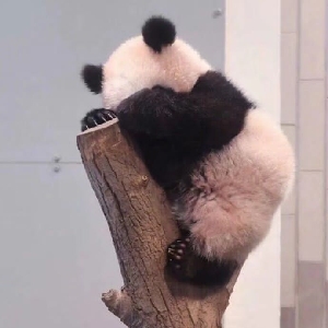 苏暮冥 