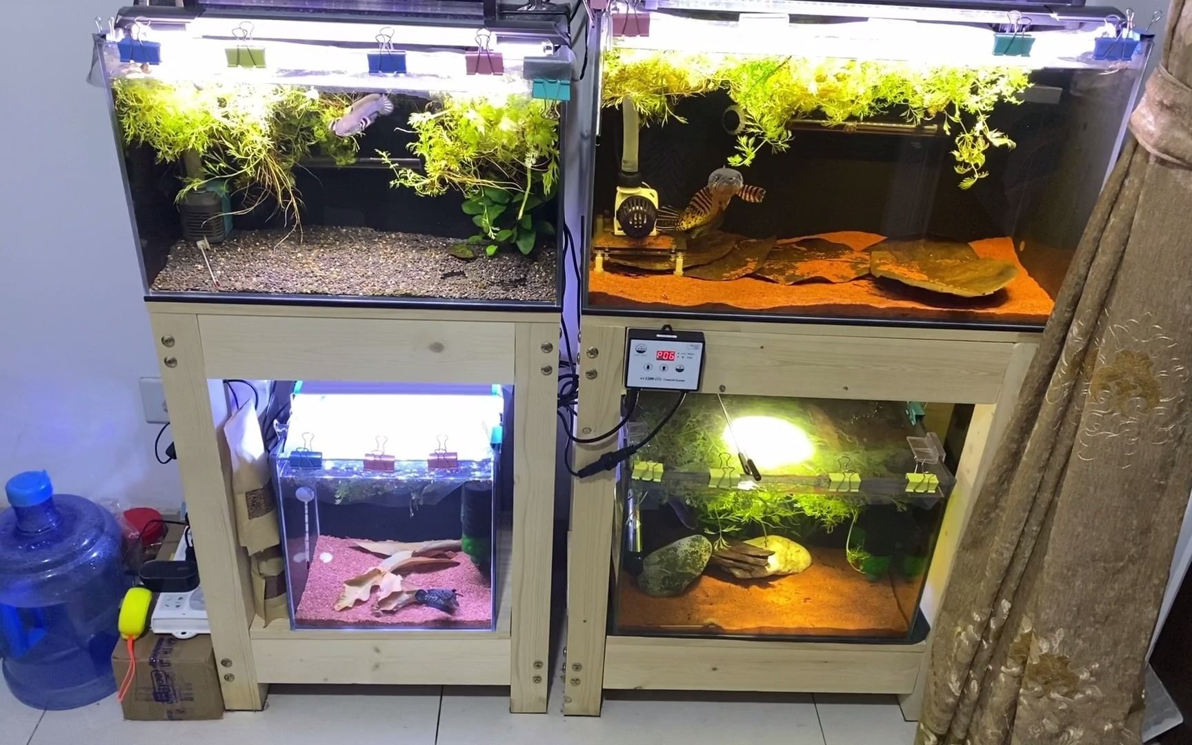 简单的讲一下雷龙鱼缸的滴流盒过滤滤材的选择,以及日常喂食奶茶