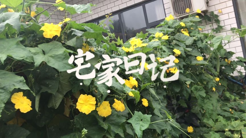 花朵满院,来看看初秋的小院,丝瓜、南瓜正上架茂盛生长
