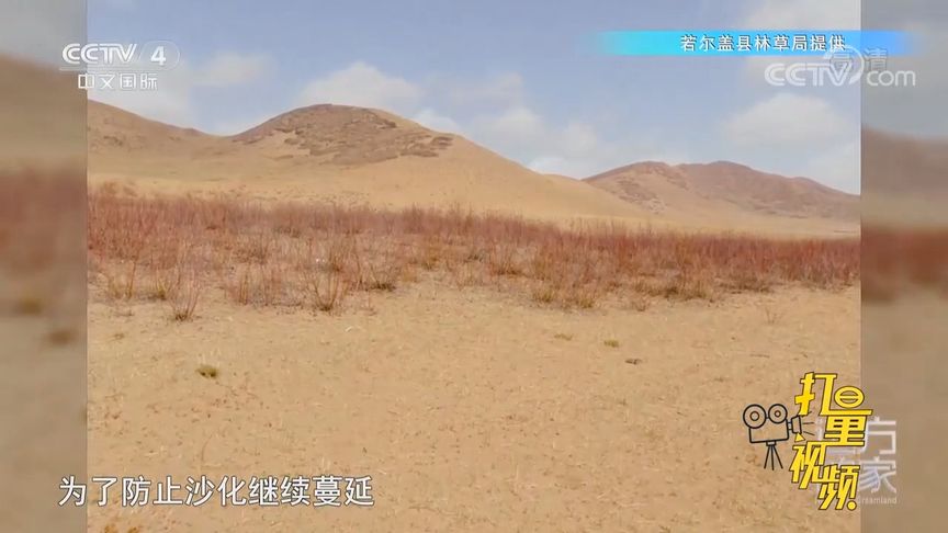红柳起到防风固沙的作用,是盐碱地绿化造林的优良树种|美丽中国