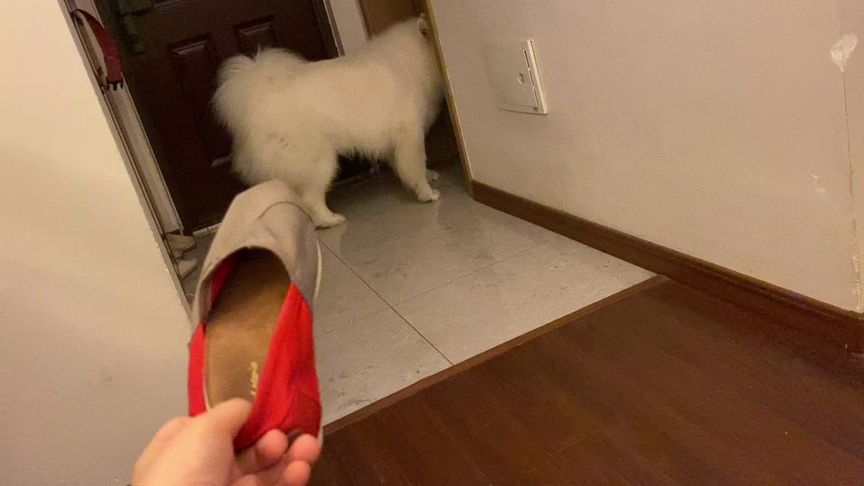 #猫猫狗狗到底有多会撒娇