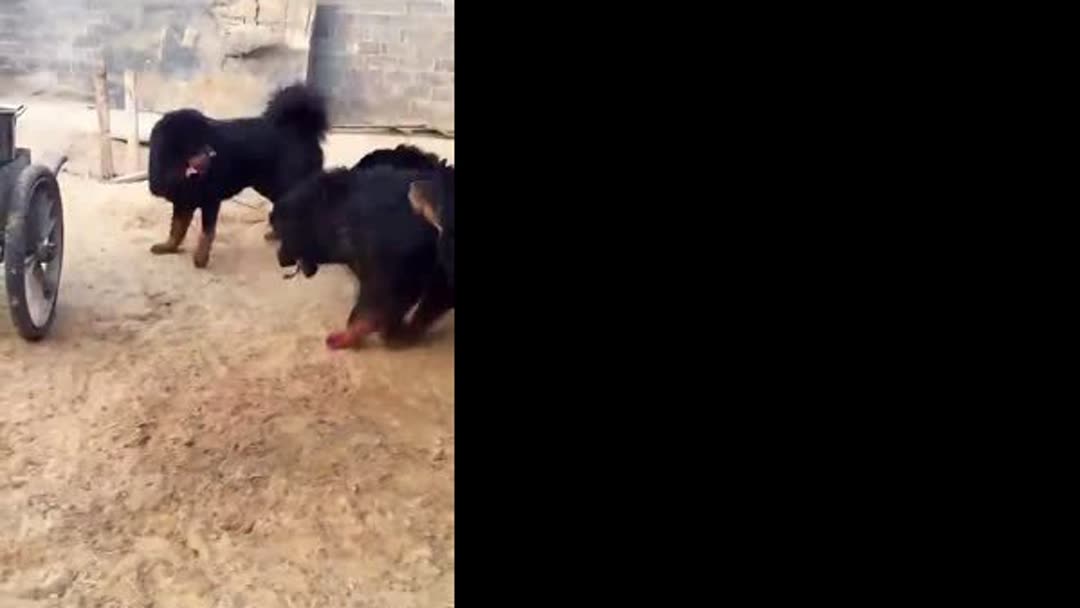 藏獒打架视频高清 原生藏獒打架