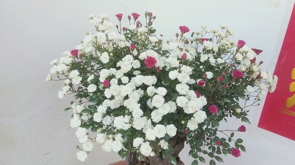 月季盆景开爆花的养护管理