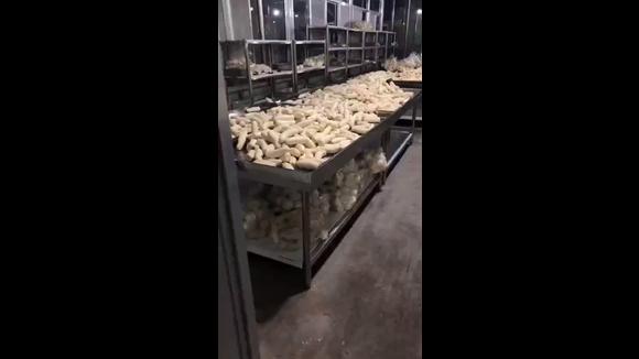 低氮天然气蒸汽发生器,满足学校食堂2万人吃馒头,煮豆浆煮粥