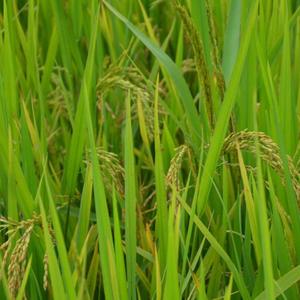 农民每天做什么 