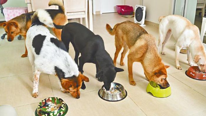 切记!这3样东西千万不能给狗狗喝,相当于服食慢性毒药!