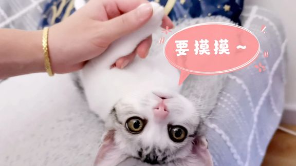 小猫咪一言不合就躺倒撒娇?全程高甜,铲屎的心都化了～