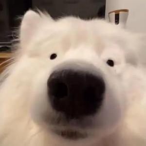 一条懒惰的二狗纸 
